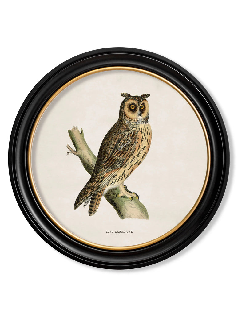 C.1870 British Owls in Round Frame – From Loft to Loved
